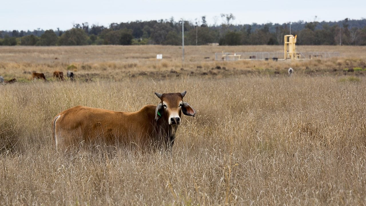 Crossing QGC infrastructure | Shell Australia