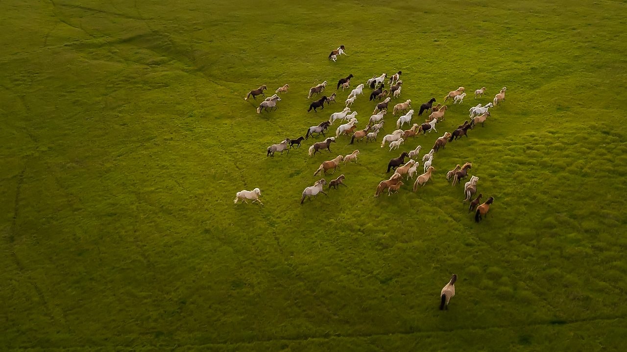 Pulling the right rein: Horsepower explained | Shell Australia